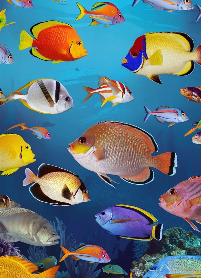 Benefits of fish in winter 1.Strengthens immune system Fish contains a ...