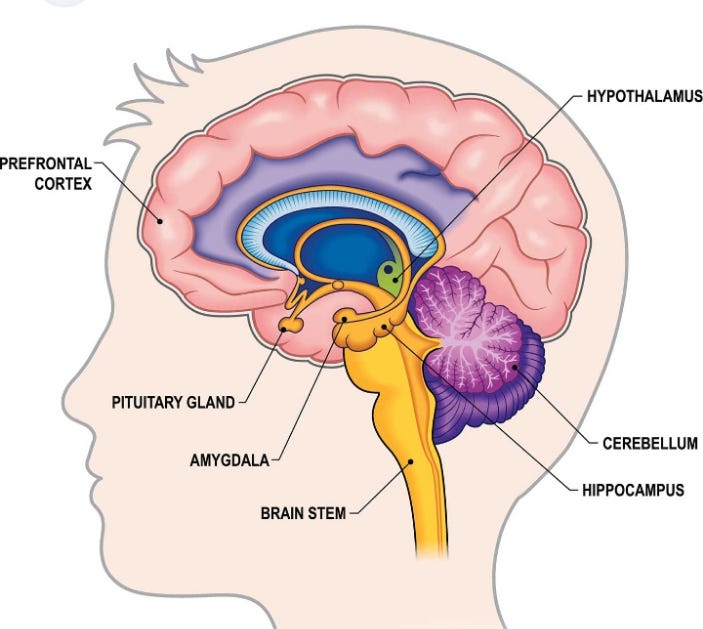 The human brain 🧠🧠🧠 | by Izaz | Sep, 2024 | Medium