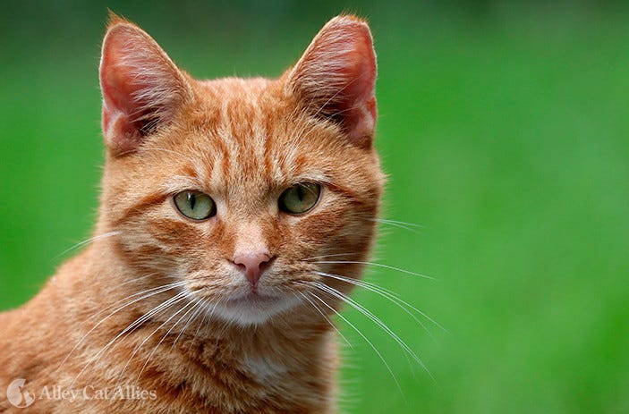 What are the Normal Implications Of the Feline Way of behaving? - Ahsan ...