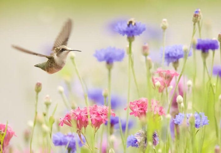 How to Make a Hummingbird Garden in 11 Easy Steps | by Zero Waste ...