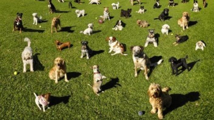 Dog Breed Identification using Deep Learning | by Rekha Chandrasekaran ...