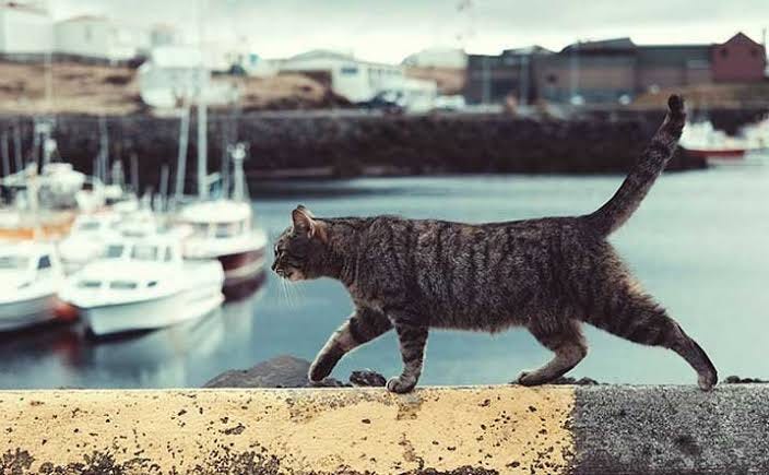 Cats' Homing Ability Explained | by Jeremiah Edogamhe | Medium