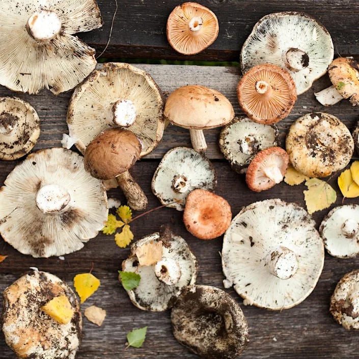 3 key health benefits of eating mushrooms | by Olga Fu | Medium
