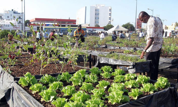 Feeding Africa’s growing cities. Farmers in Africa’s growing cities are ...
