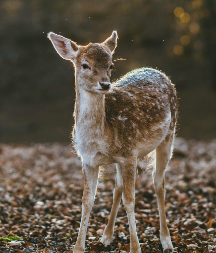 Billy Wanted to See Bambi When He Saw the Movie E.T. | by LuMarLee ...