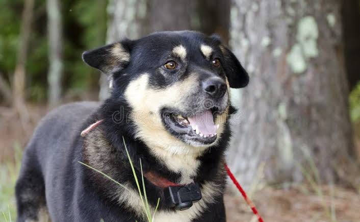 Mastering Dog Training with Vibration Collars: A Comprehensive Guide ...