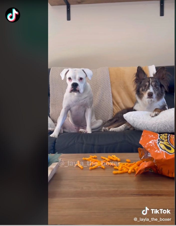 Have you met Layla the Boxer and Luna? | by Connie Song | Purple Ink ...