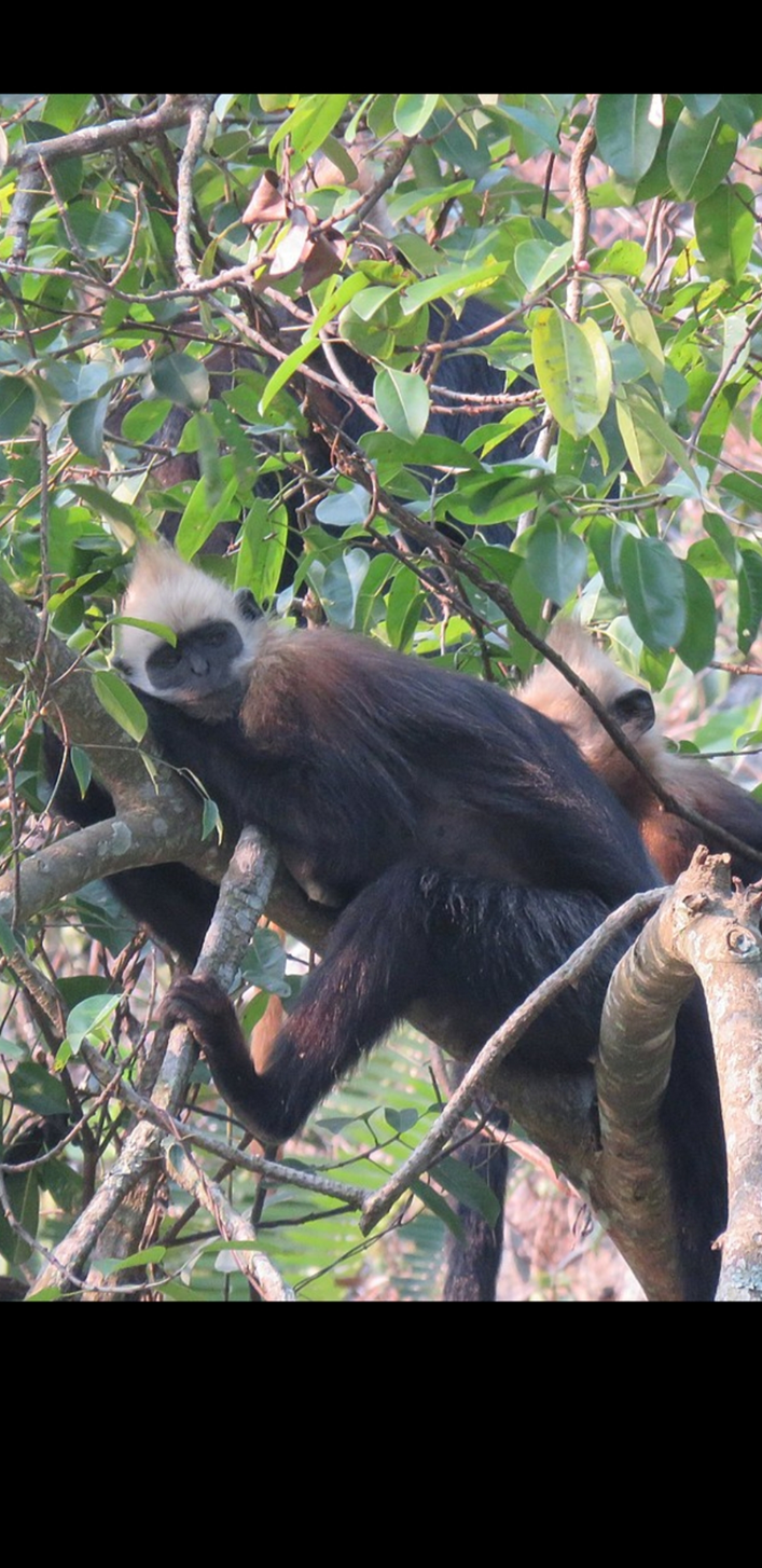 The Cat Ba Island Monkey’s Uncle Business! | by Dion Groove | Medium