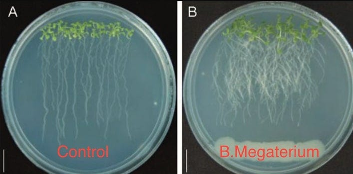Bacillus Megaterium: Environmental Solutions - Isabella Brown - Medium