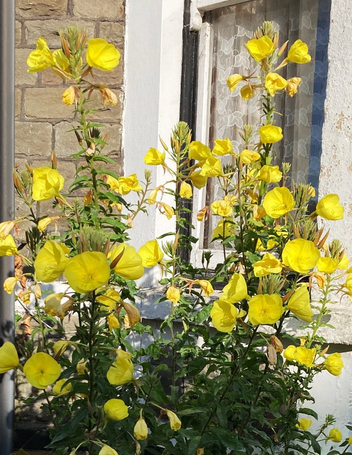 Hey! Is that the oil of evening primrose, primrose? | by Susan Alison ...