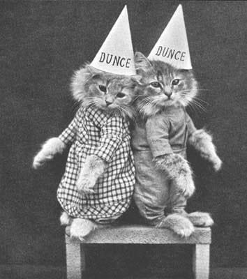 Victorian Cat Memes This 1911 Book Shows Cat Memes Predate The