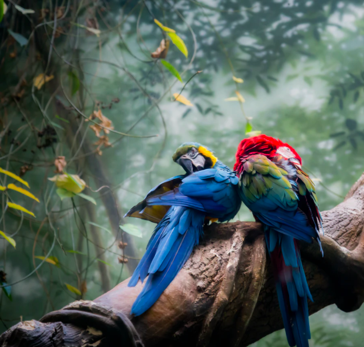Creating the Right Environment for your Animal Conservation | by Tiger ...