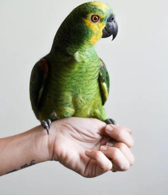 Some Essential Things to Know Before You Get Your Parrot | by P.Barua ...