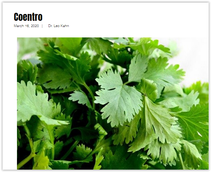 Cilantro. Plant used as a spice or condiment with… | by dr.leo kahn ...