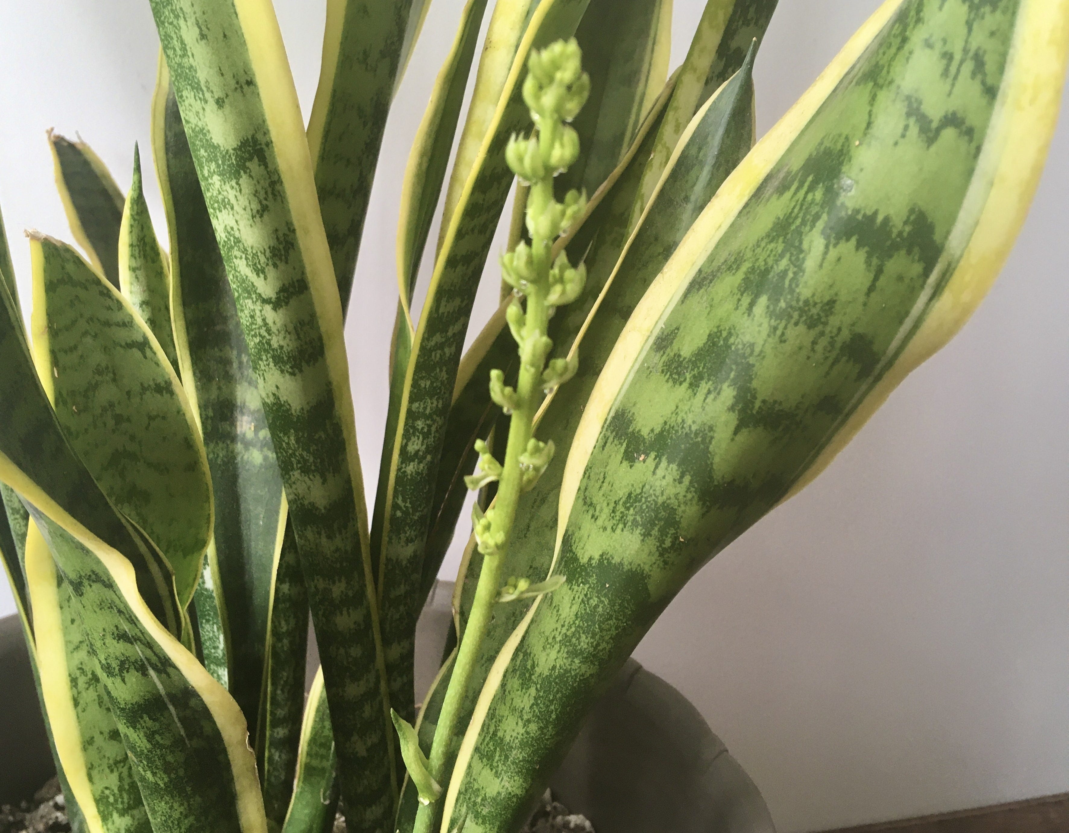 Benefits of Snake Plant: Health and Vastu Benefits – Greenkin