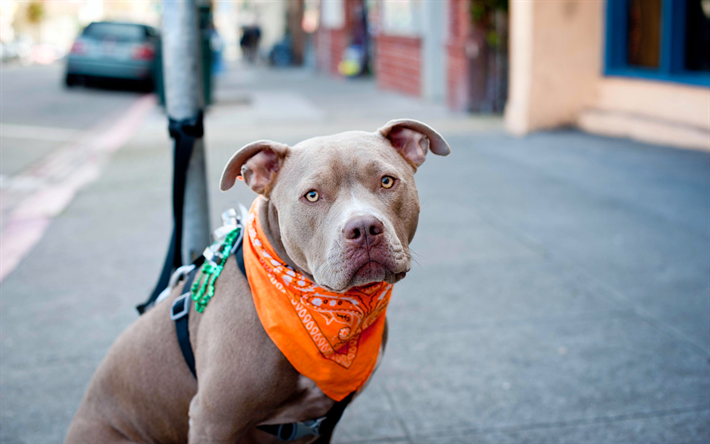 Why are Pitbulls so dangerous?. On 12th July 2022, an 82 year old… | by Nayana | Medium