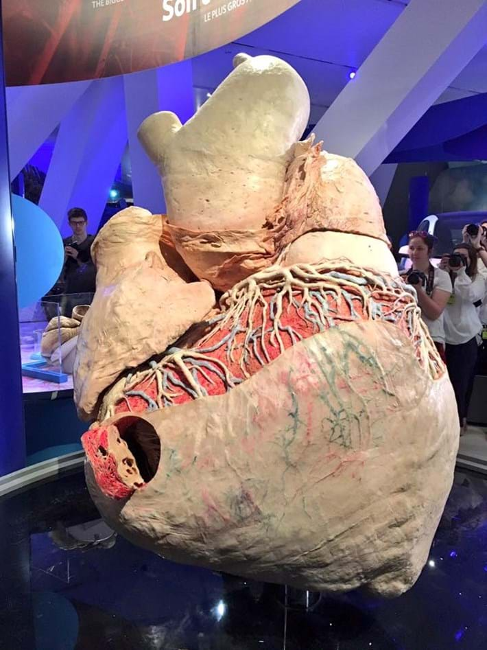 Heart Of Blue Whale.. The heart of a blue whale can weigh… | by ...