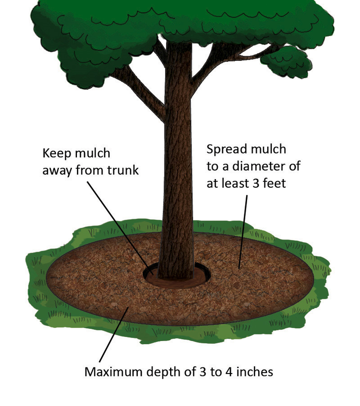 Stop Burying Your Trees in Mulch! Youre Killing Them!. | by Traverse ...