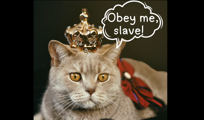 Who’s training who?. How to regain control from your Feline… | by ...