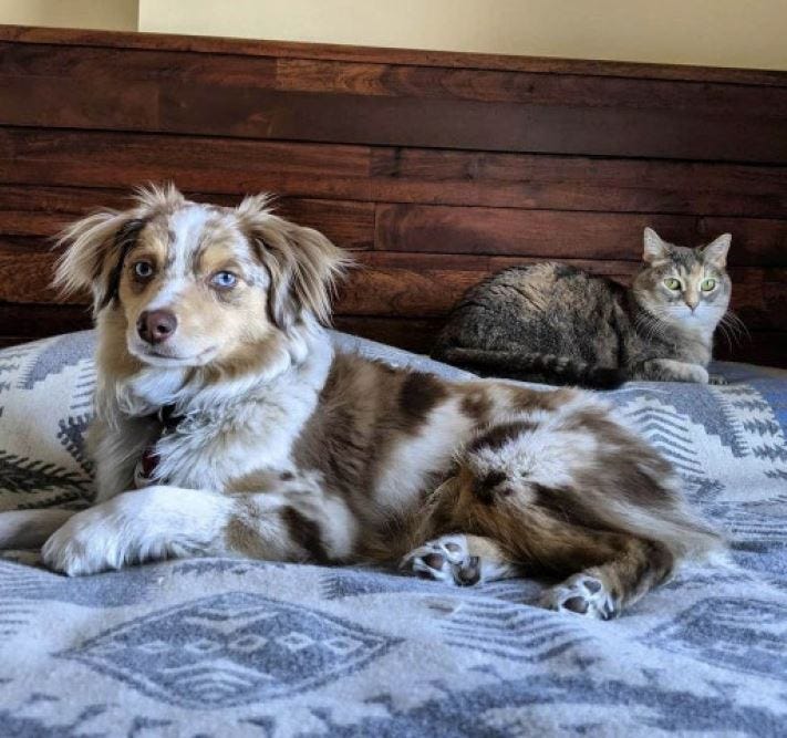 April 2023 newsletter: Members, mutts, and meows - MAPE 0101 - Medium