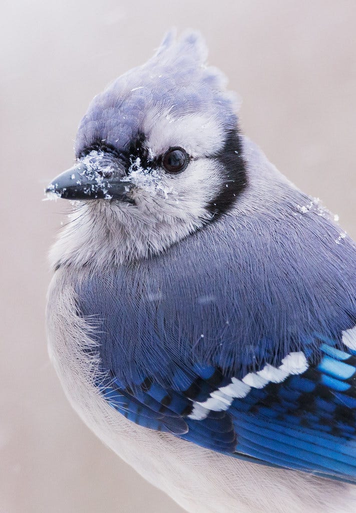 Blue Jay - Dare Challenge Learn - Medium
