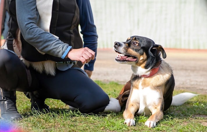 What Are The 5 Golden Rules of Dog Training? | by Okashamemon | Sep ...