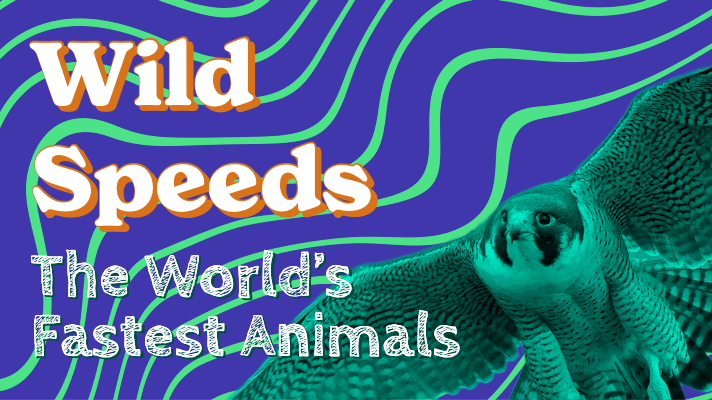 Wild Speeds | Earth’s Top 20 Fastest Animals | by Devon Bowker | Medium