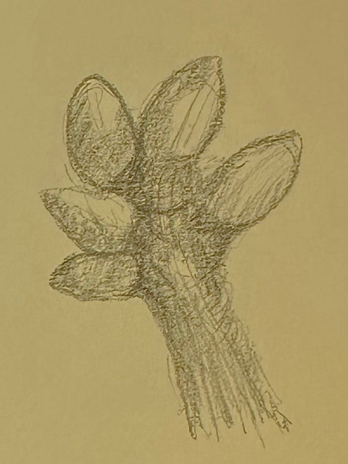 Tree Leaf Buds, a Haiku Poem - Lemuu-el W - Medium