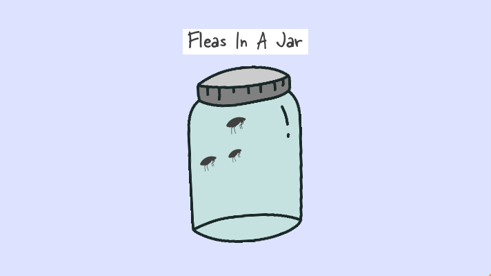 Fleas In A Jar. Are You Stunting Your Own Potential? | by Merlyn Reena ...