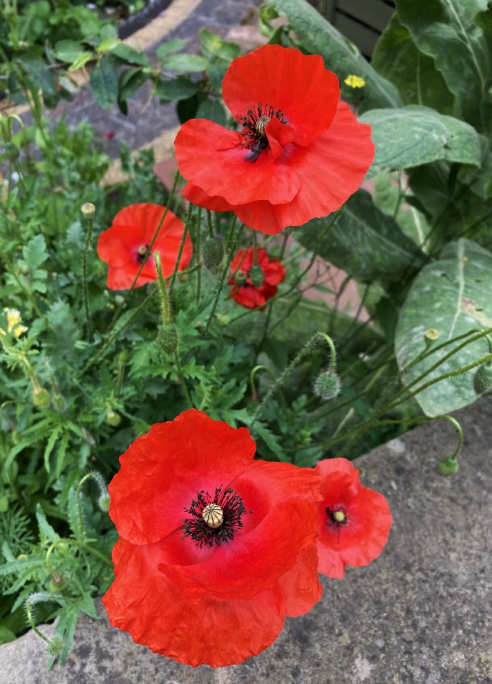 Generously beJewelled July. Including papery poppies, and cheery… | by ...