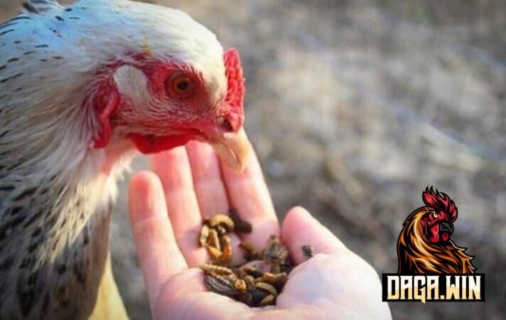 Phương pháp vô mồi cho gà đá cựa sắt chi tiết nhất - Trực tiếp Đá Gà ...