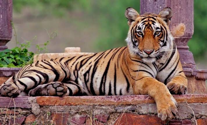 Here's the information about Machhali Tigress in English: | by Jitu ...