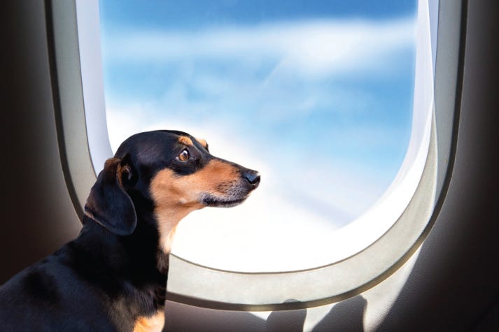 Top 10 Pet-Friendly Airlines. In modern times, pet travel has become ...