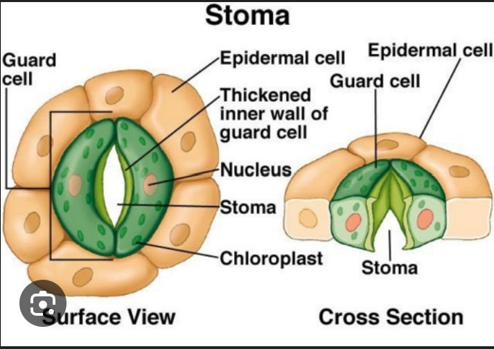 Structure of Stomata - Preethika - Medium
