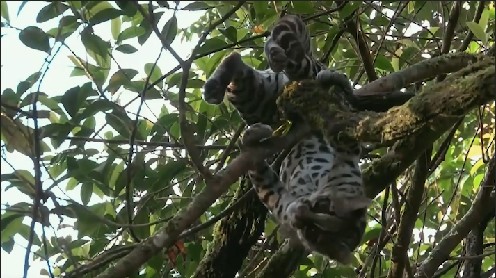 Margay Hanging