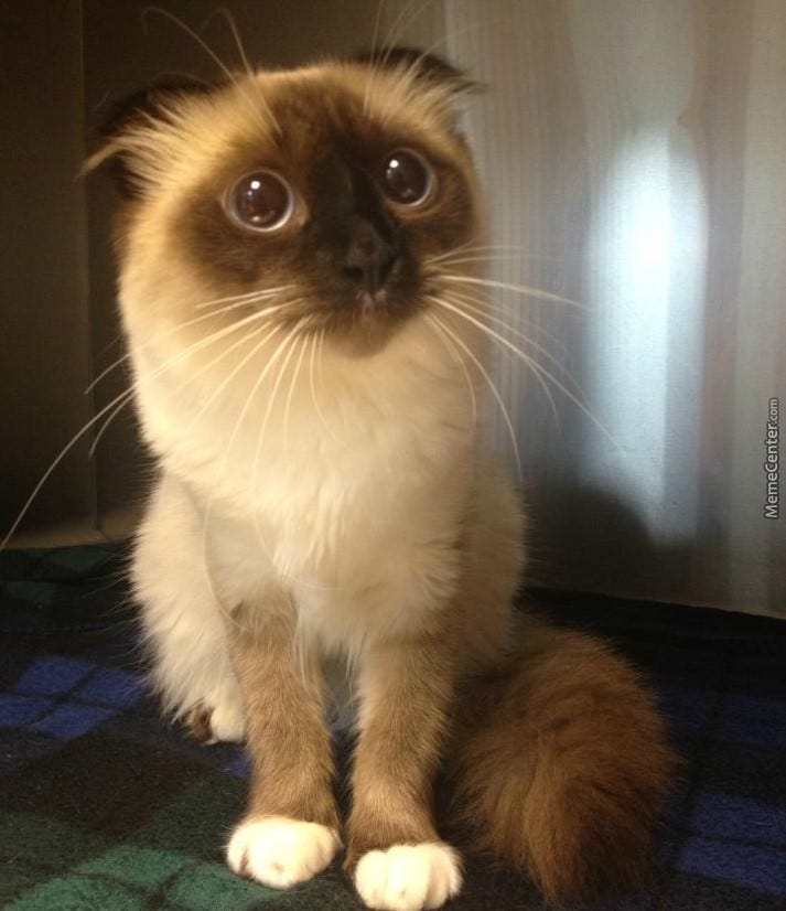 A Sad Cat? Can Cats Feel Depressed? | by Dr. E | Medium
