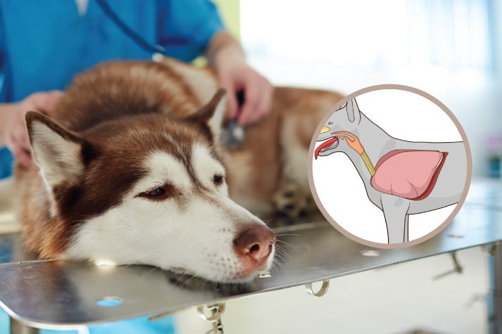 How to Recognize Respiratory Illness in Dogs | by Carry My Pet | Dec ...