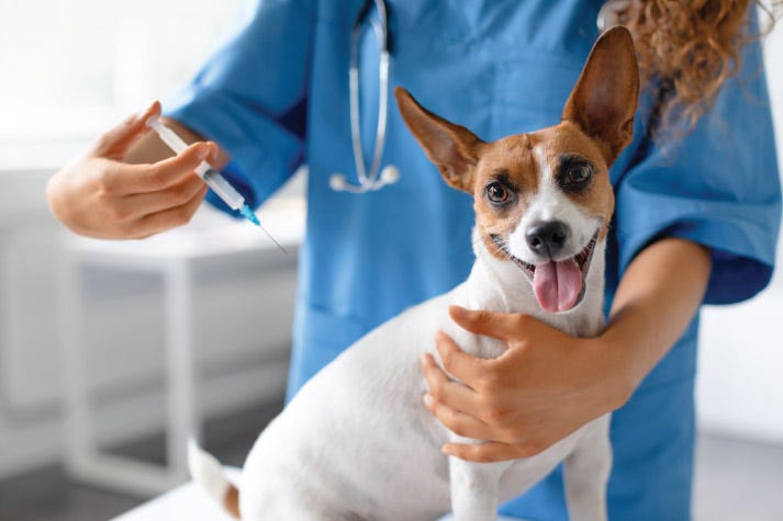 Understanding Pet Vaccinations: What Are Essential Shots for Pets in ...