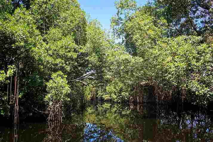 Saltwater Swamps