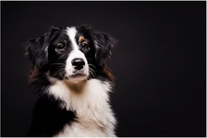 Energetic and Intelligent AKC Border Collie Puppies: A Guide for ...