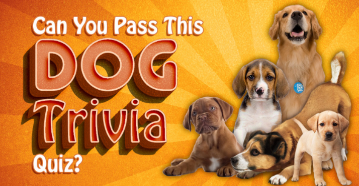 Dog Quiz [Test Your Knowledge about Dogs] - John Graham - Medium