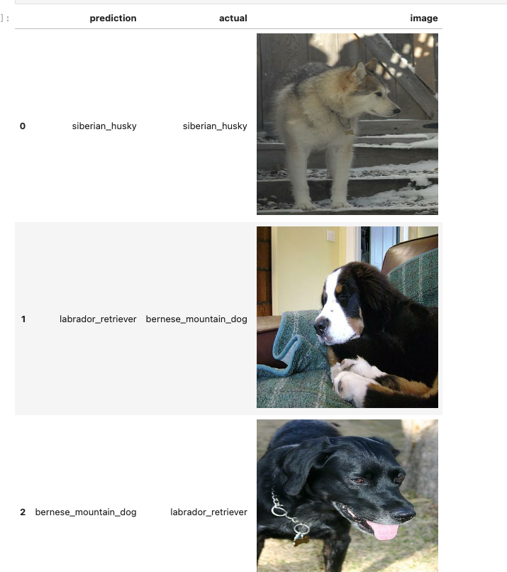 🐕Dog Breed Classification w/Tensorflow🐾 | by Anix Lynch | Jan, 2025 | Medium