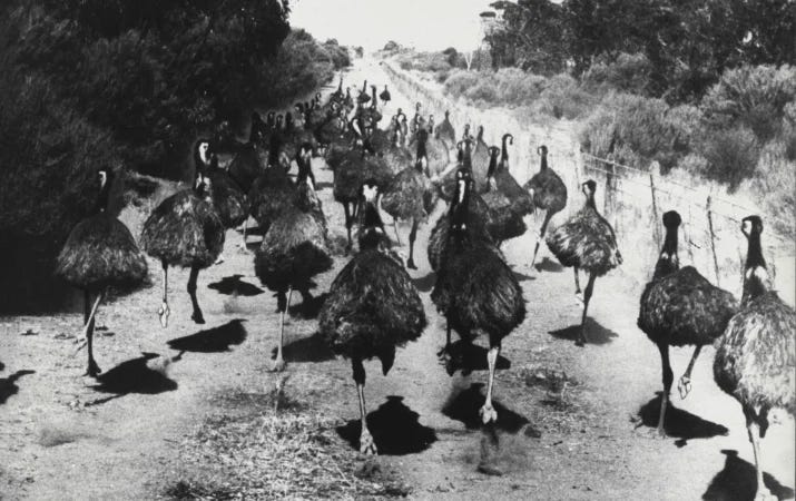 The Great Emu War: Unbelievable Aussie Bird Strife | by Brooke Smith ...