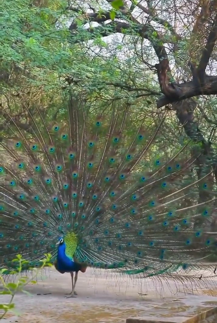 Let's conserve the natural beauty of Thar Desert by planting trees ...