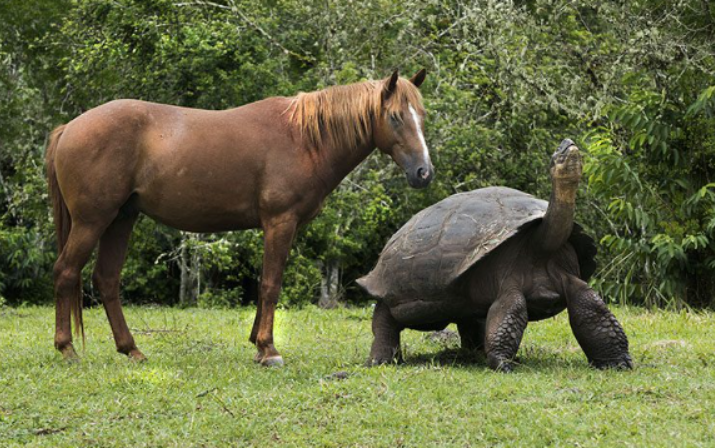Big and longest-living animals on Earth | Medium