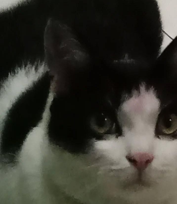 popo made my day. Popo | by straycat | Feb, 2025 | Medium