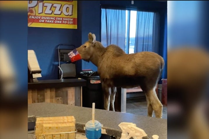 Moose Wanders Into Kenai Movie Theater and Leaves with a Happy Meal ...