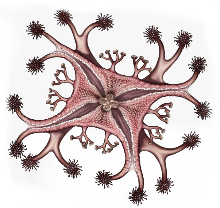 The fossils that show evolution’s sheer creativity | by Alejandro Izquierdo López, PhD | Fossils ...