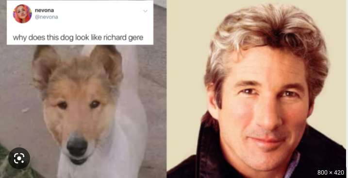 Dog "Richard Gere" celebrity parody satire humor Twitter | Doctor Funny