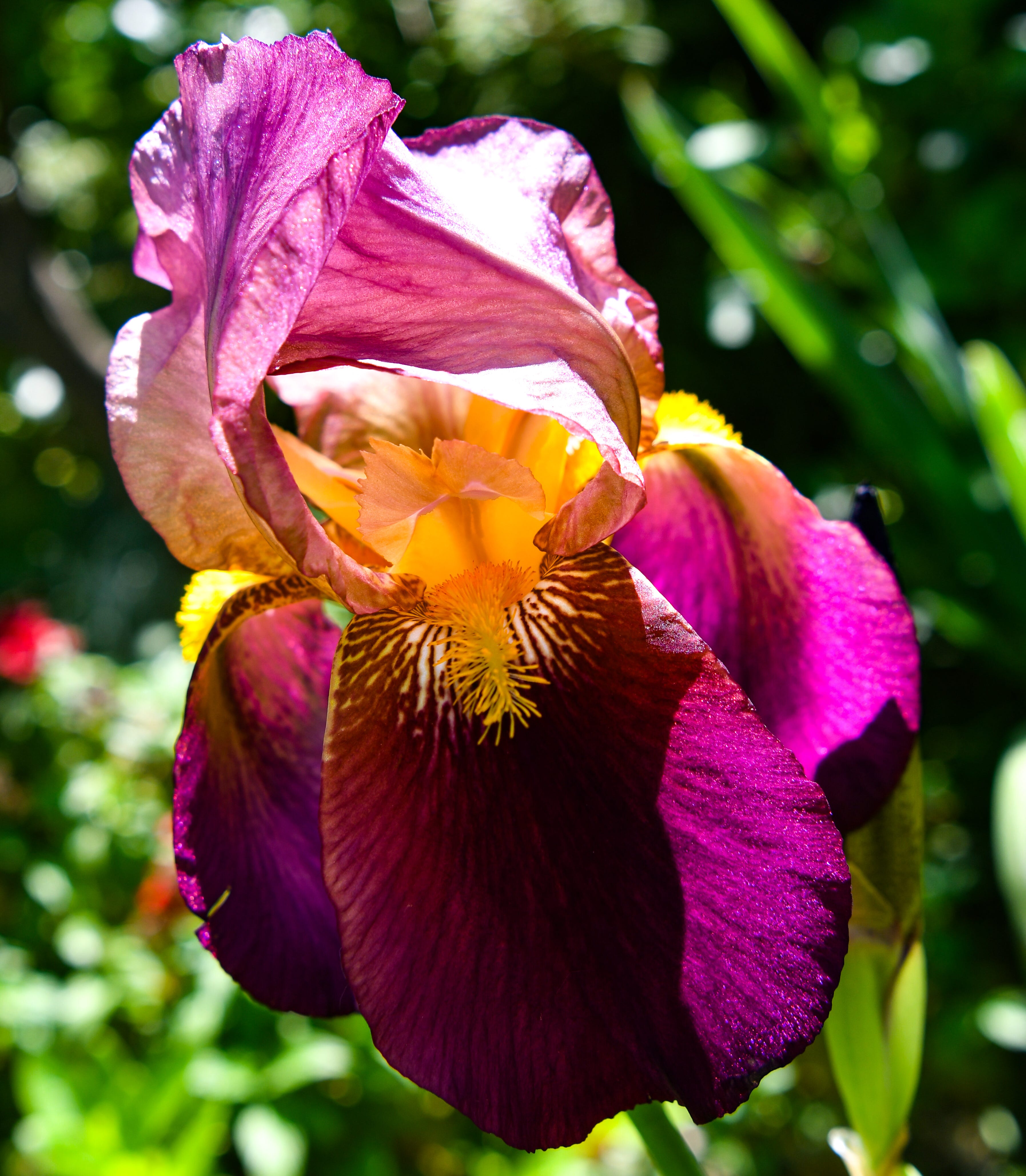 Iris Varieties Names